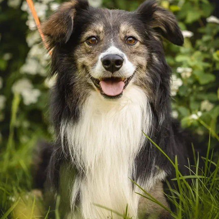 Взрослый пёс в добрые руки