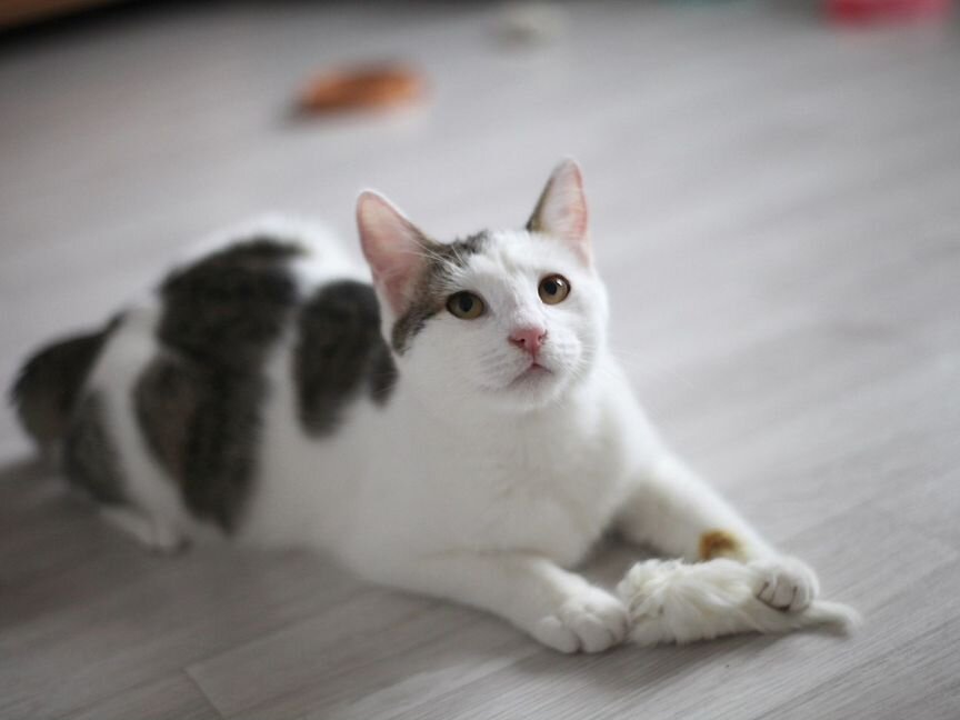 Смешная кошечка Булочка из приюта ищет дом