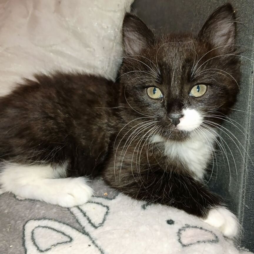 Котёнок в добрые руки