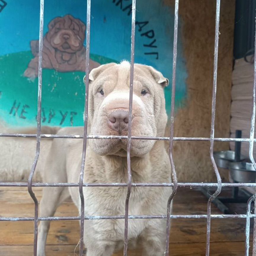 Шарпей, взрослая собака