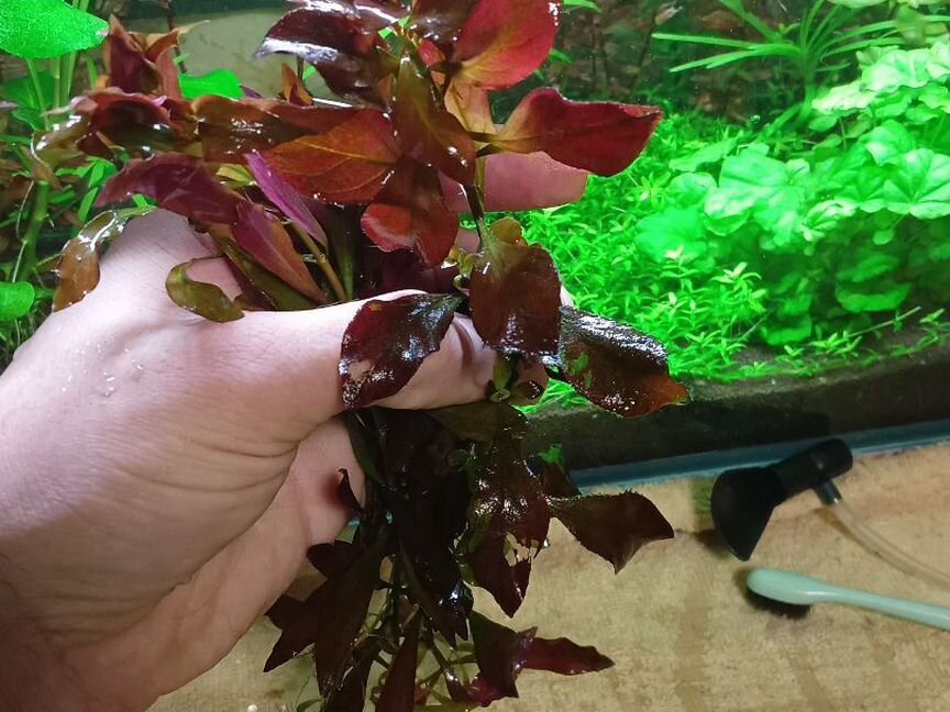 Аквариумные растения. Прополка отдам