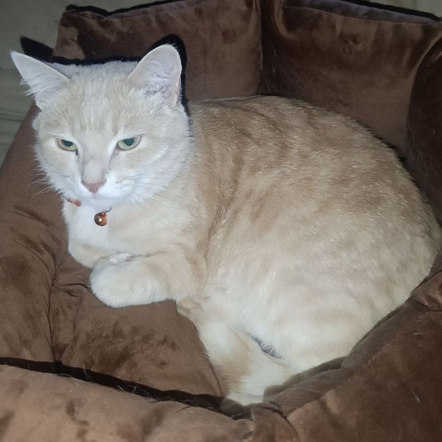 Взрослый кот в добрые руки