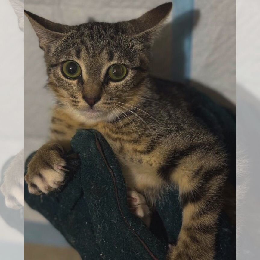 Котенок