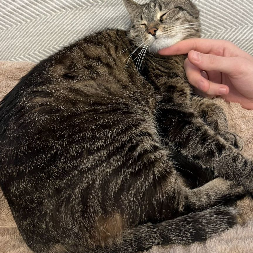 Взрослая, кошка в добрые руки