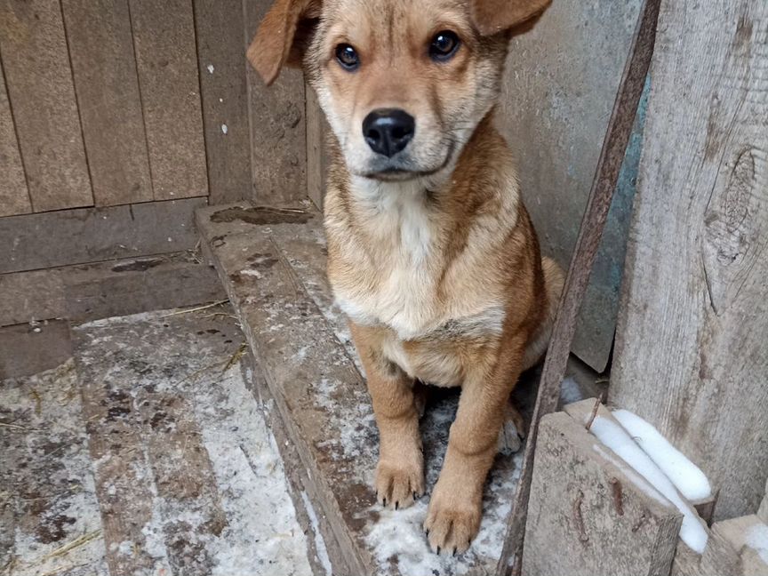 В добрые руки