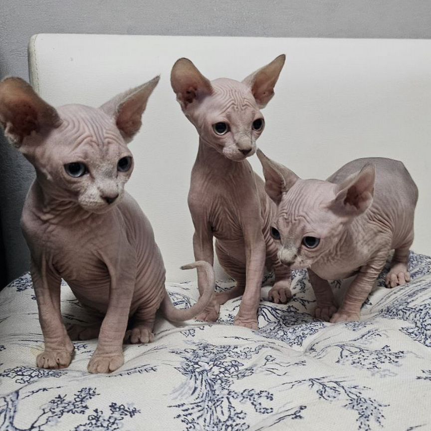 Канадский сфинкс котёнок