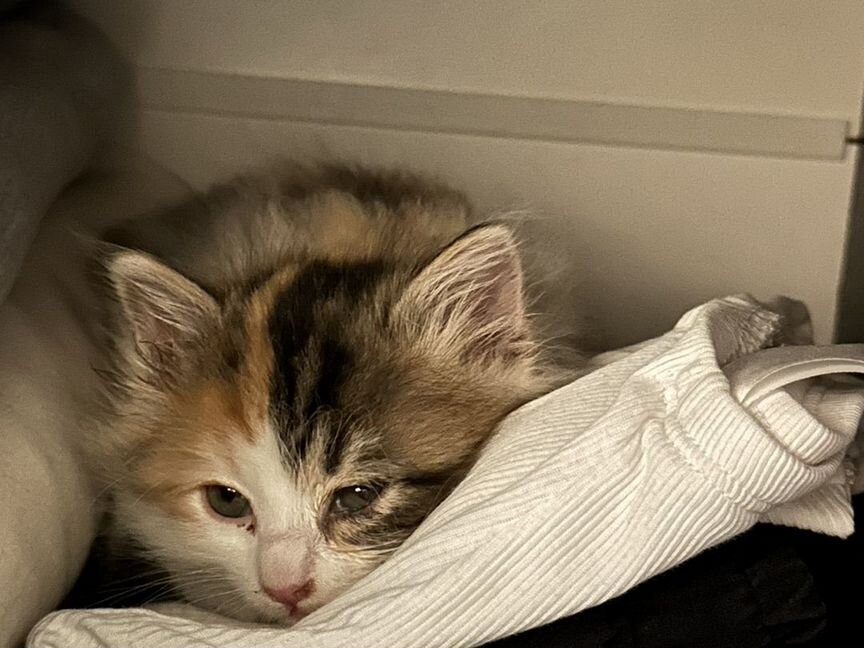 Брошенный котенок (девочка)