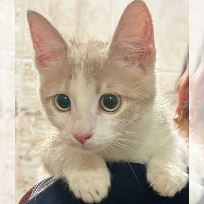 Рыже-белый котенок ищет дом