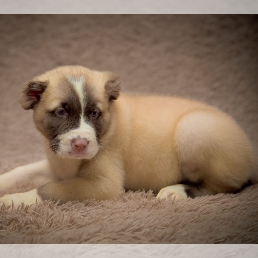 Среднеазиатская овчарка, щенок