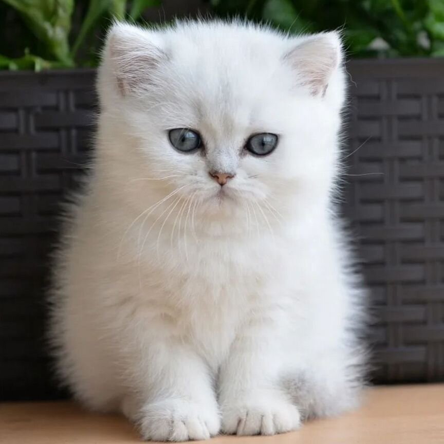 Шотландские котята беби-фейс колор-пойнт