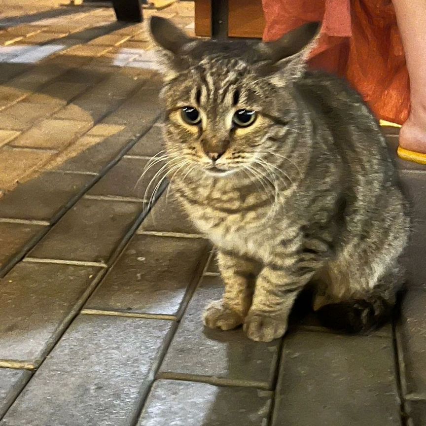 Побирается у кафе ручная шпроточка, нужен дом