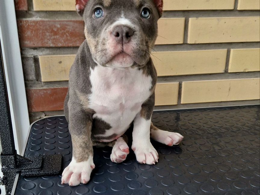 Девочка породы Американский булли