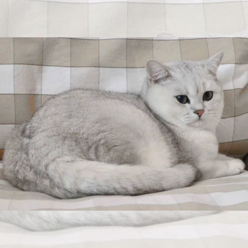 Серебристая шиншилла кошка
