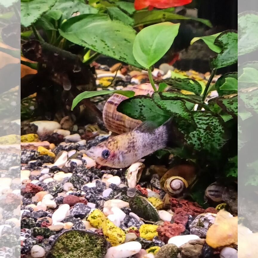 Рыбка моллинезия