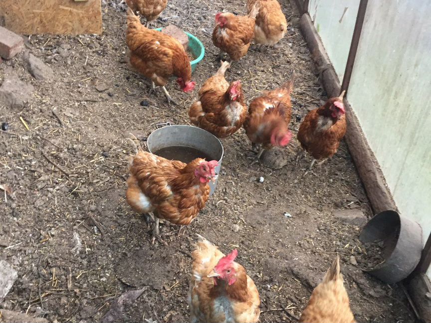 Куры несушки