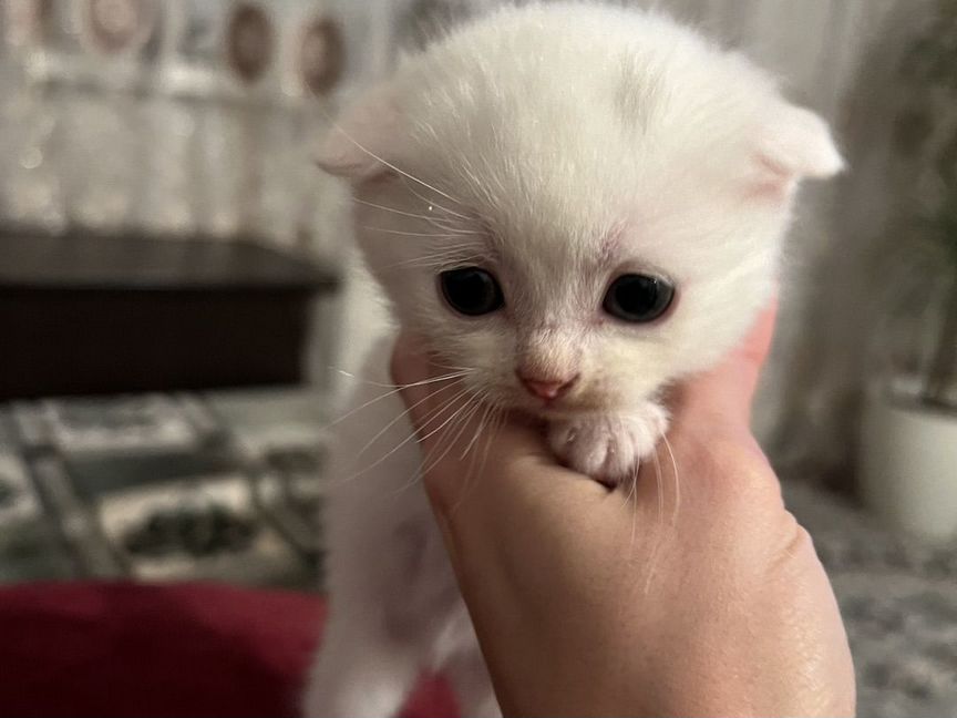 Вислоухие котята