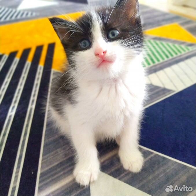 Котенок Лева