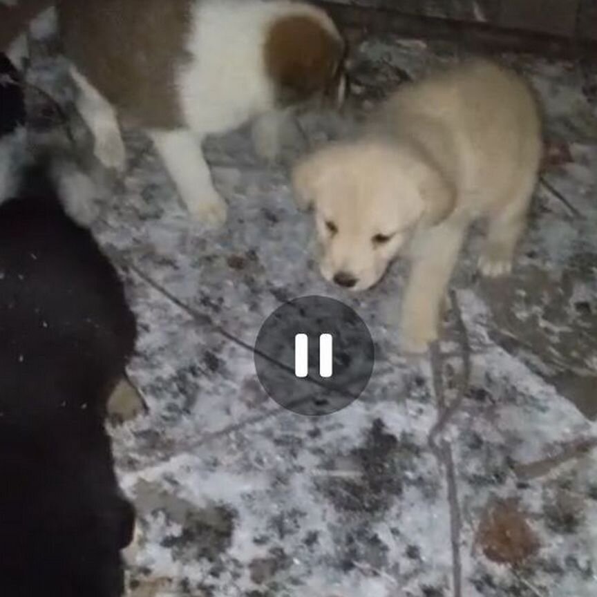 Щенок в добрые руки