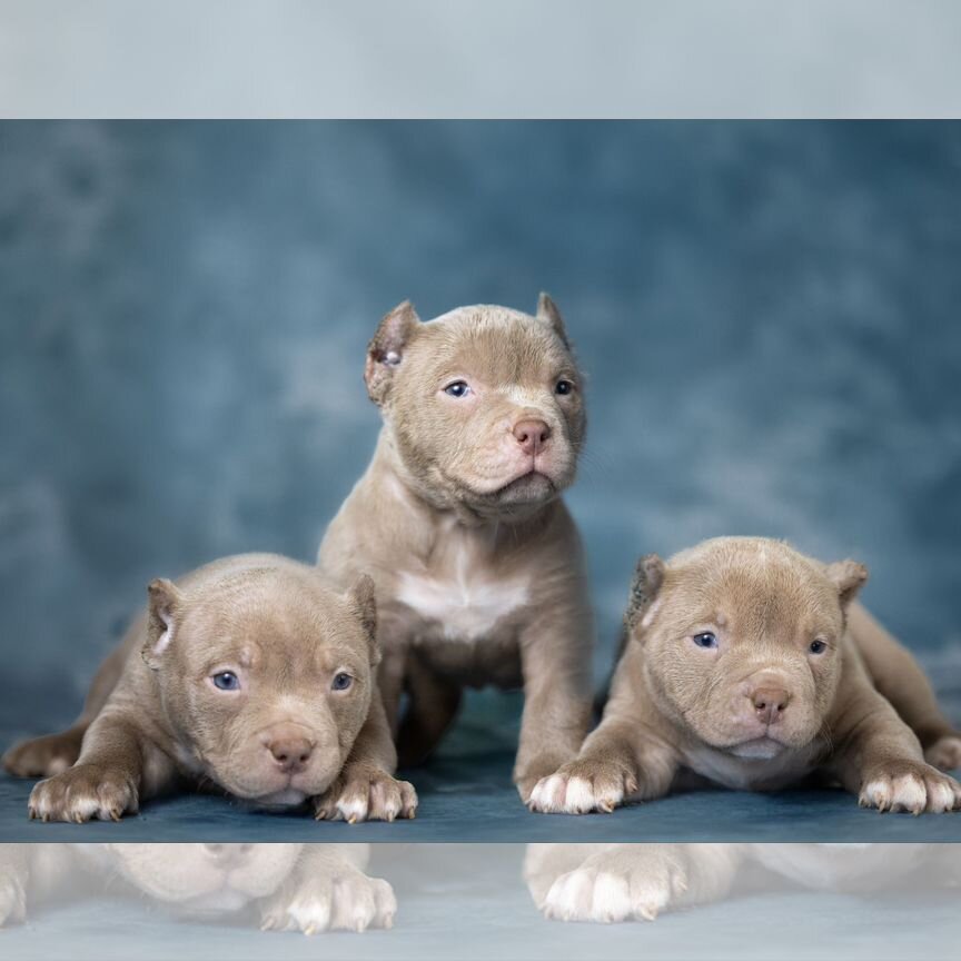 Американский булли, щенок