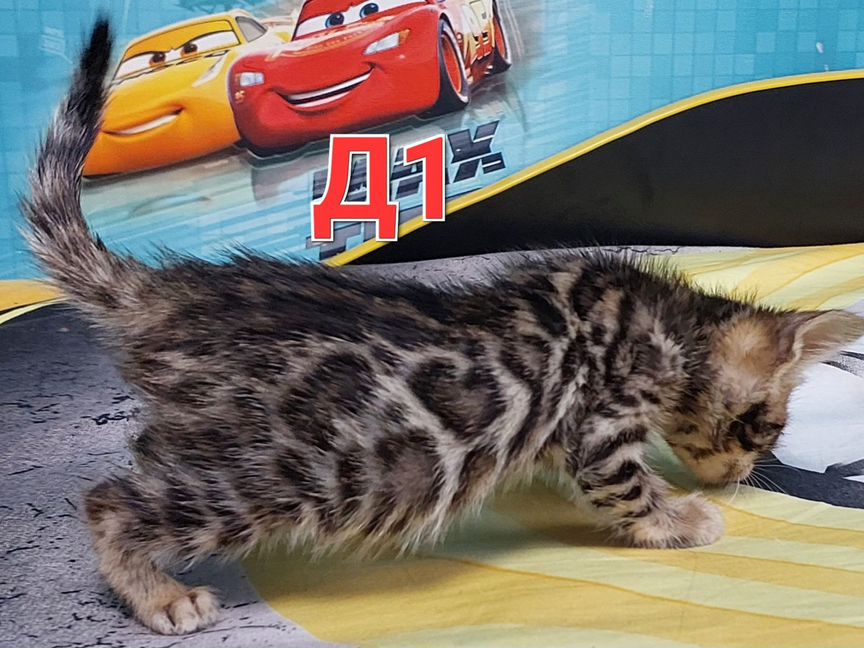 Бенгальские котята с документами WCF