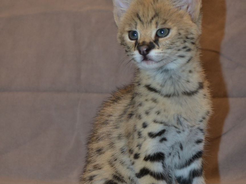 Большая бенгальская кошка