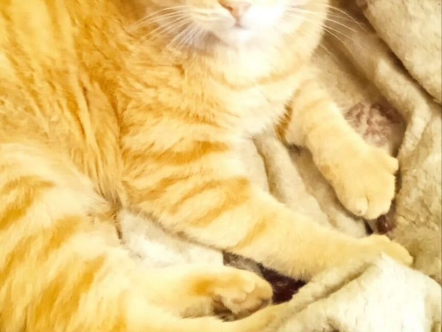 Двум рыжим котикам очень нужен дом