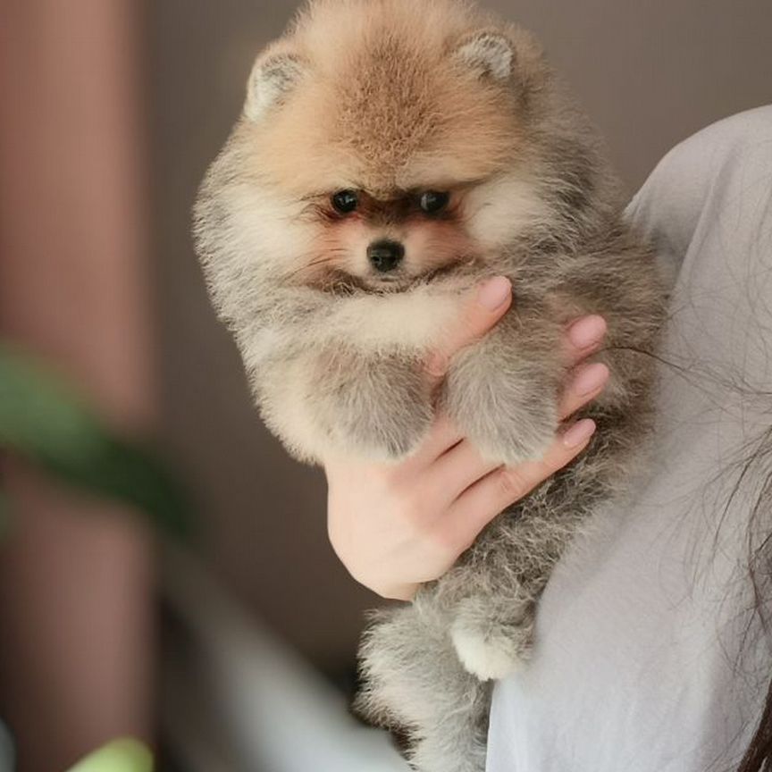 Померанский шпиц, щенок