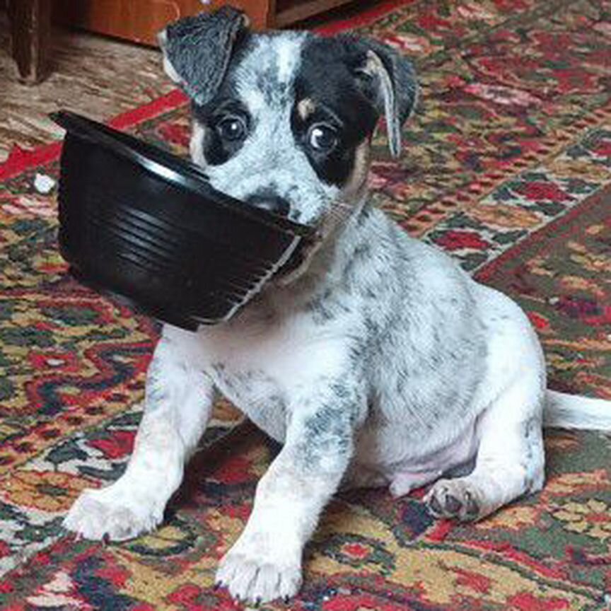 Австралийский хилер, щенок