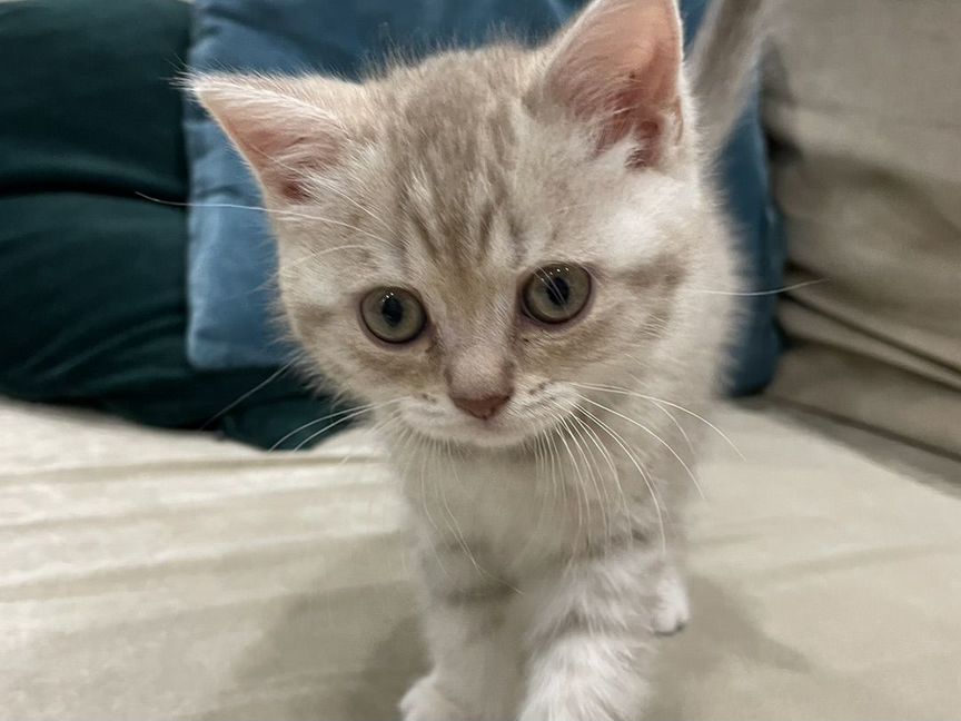 Шотландские прямоухие котята