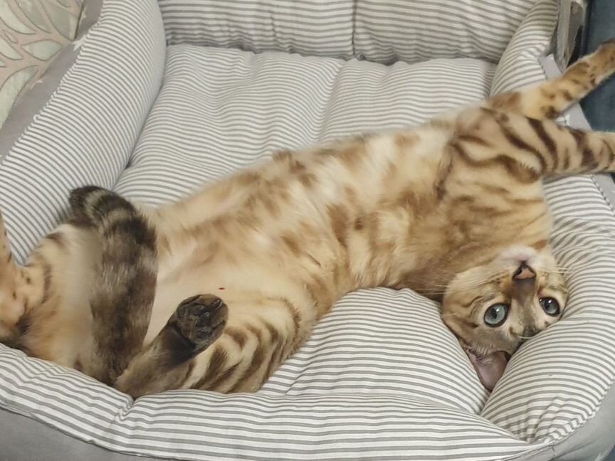 Кошка бенгалка хочет котика
