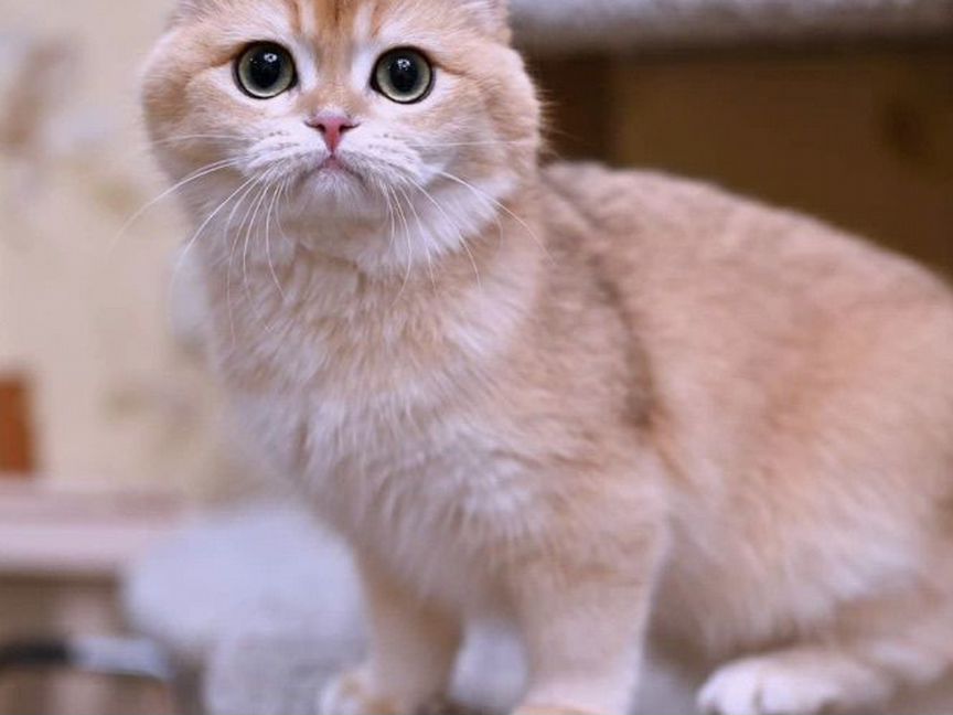 Британская золотая шиншилла