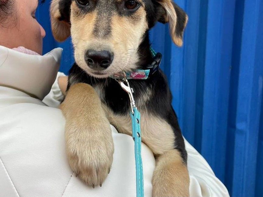 Собака щенок ищет дом Лаффи