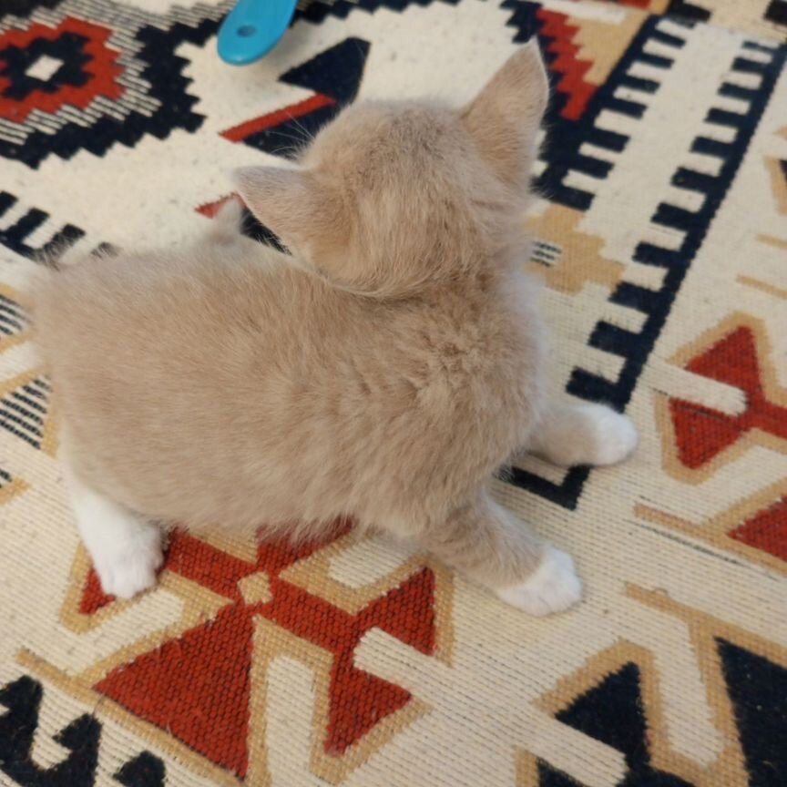 Три богатыря коты помесь британец, бобтейл