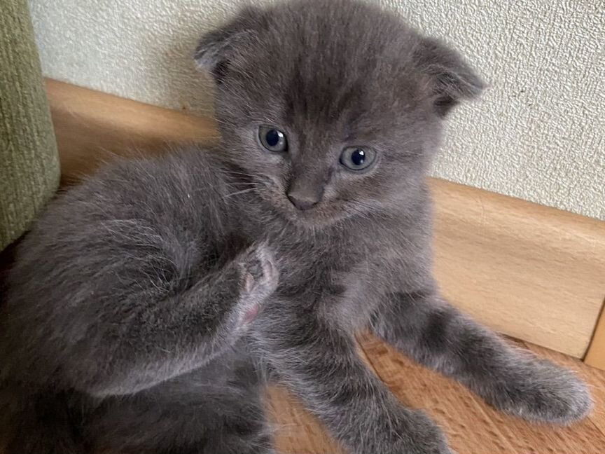 Шотландские котята