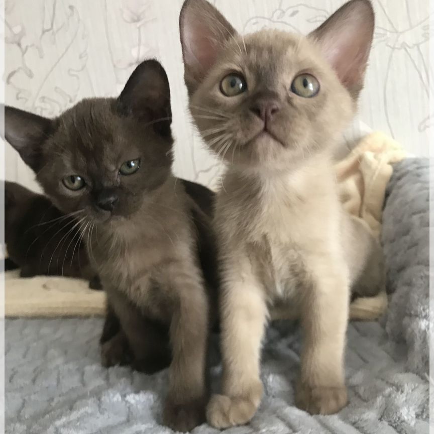 Американский бурманский котёнок