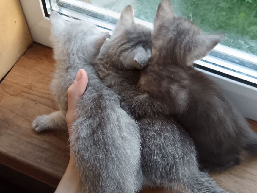 Котята в добрые руки от ласковой кошки-мышеловки
