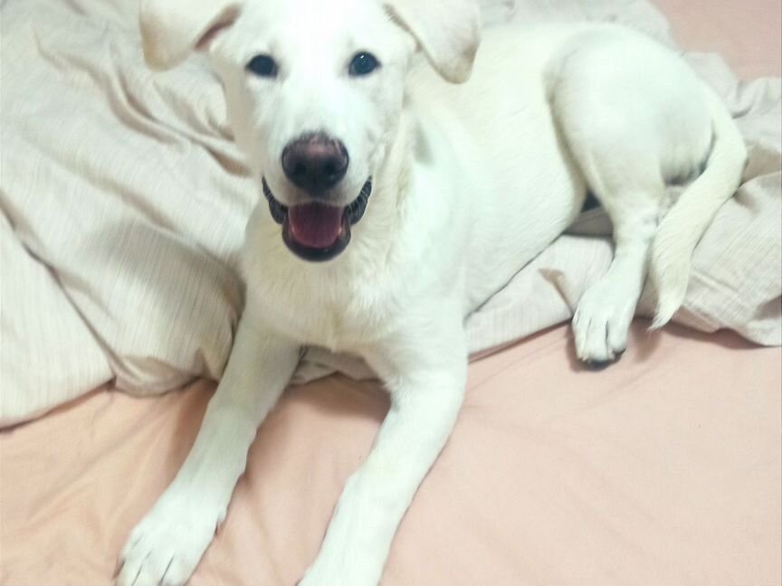 Щенок почти лабрадор