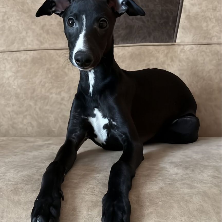 Уиппет, щенок