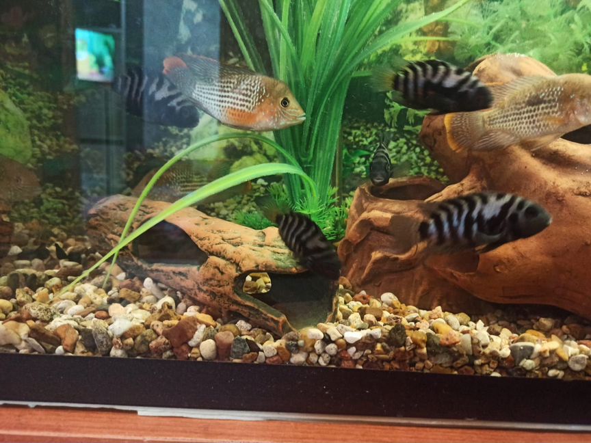 Бесплатно.Цихлиды,цихлозома чернополосая