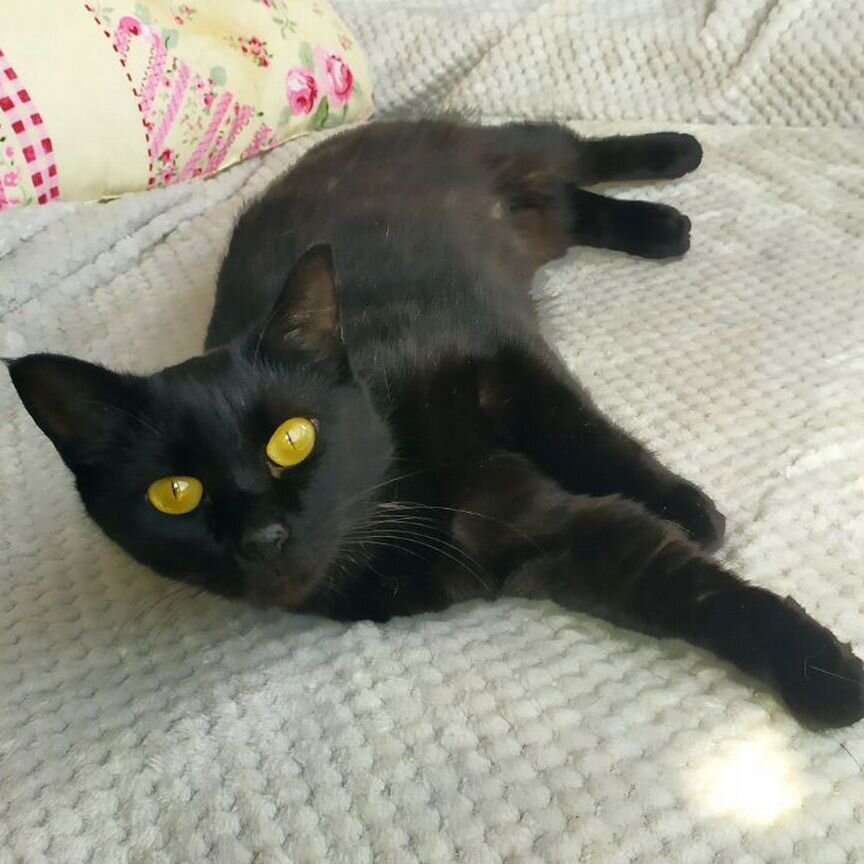 Кошка Ночка в хорошие руки