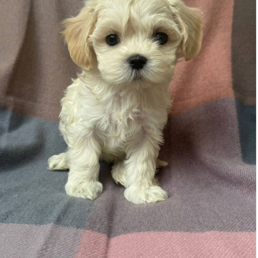 Мальтипу, щенок