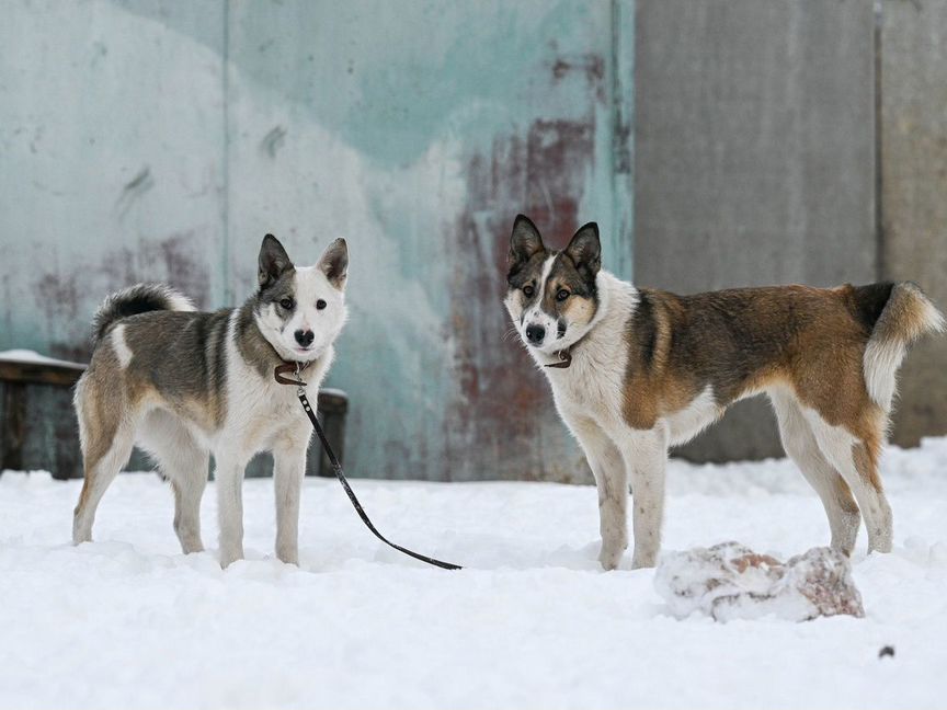 Ищем новых хозяев