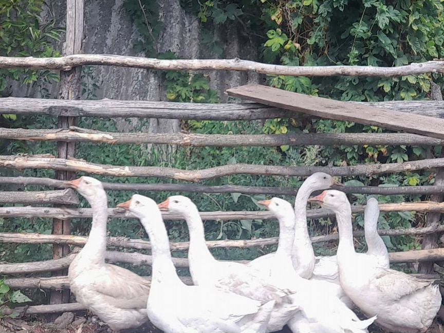 Гусь домашний