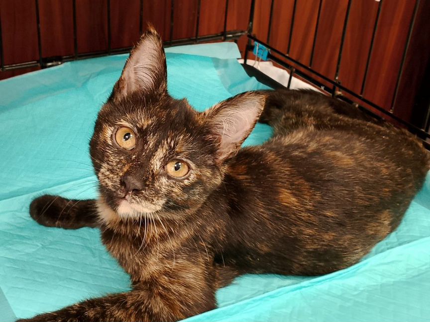 Заберите котёнка кошечку домой