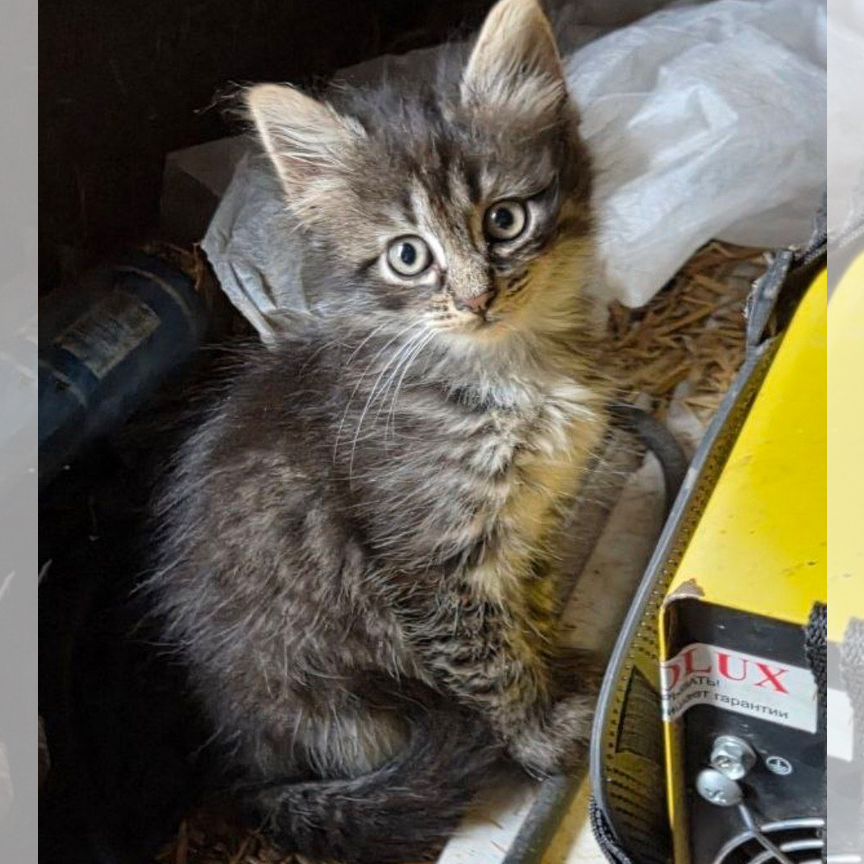 Котёнок в добрые руки