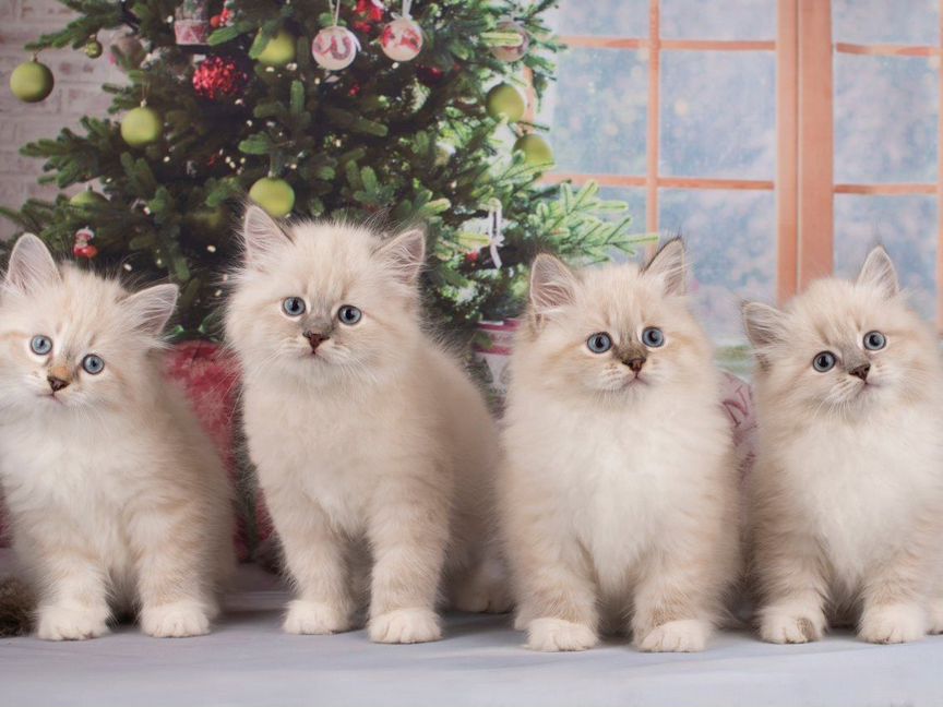 Невская Маскарадная