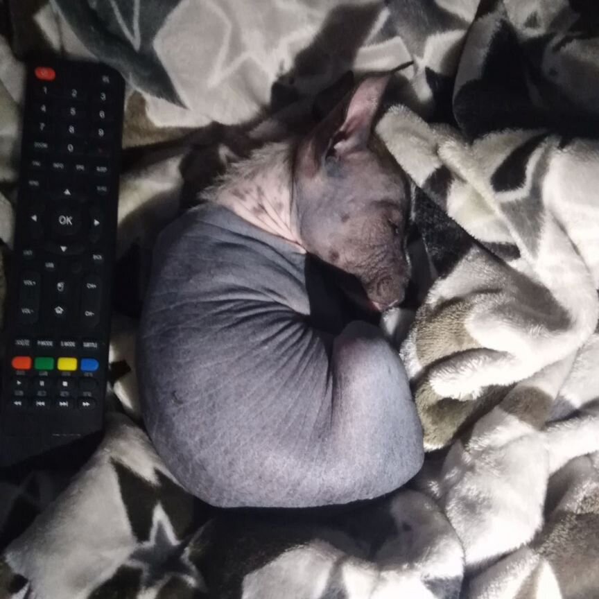 Сфинкс кхс девочка микро