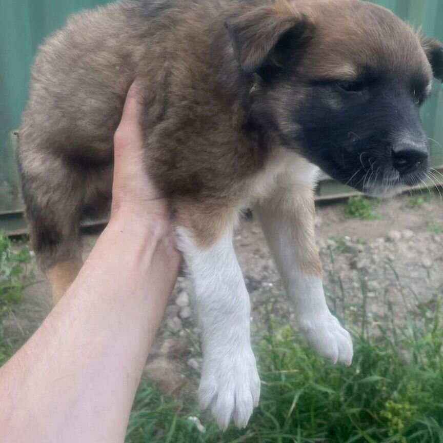 Отдам щенков в добрые руки