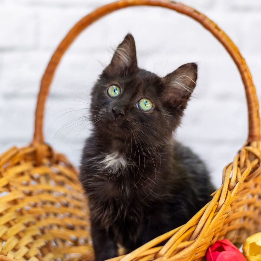 Котенок шоколадного цвета