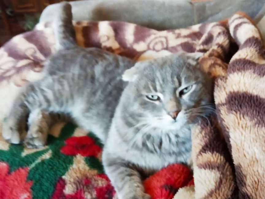 Кот в дар